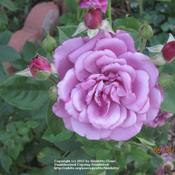 Rose (Rosa 'Heirloom') in the Roses Database - Garden.org