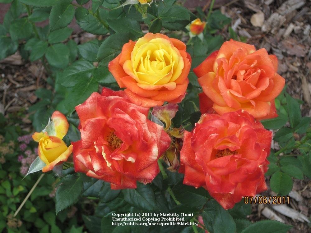 Photo of the bloom of Rose (Rosa 'Judy Garland') posted by Skiekitty ...
