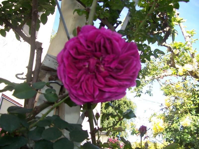 Photo of the bloom of Rose (Rosa 'Wenlock') posted by Calsurf73 ...