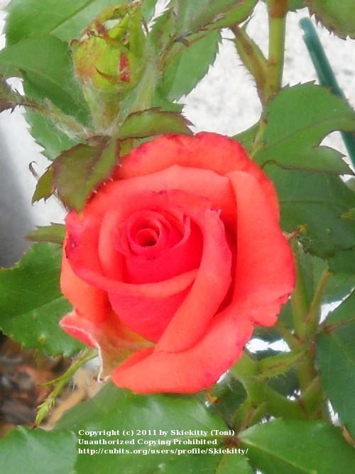 Rose (Rosa 'Arcadia Sunrise') in the Roses Database - Garden.org