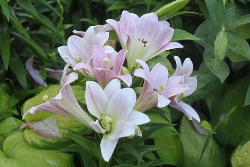 Lily (Lilium 'Faith') in the Lilies Database - Garden.org