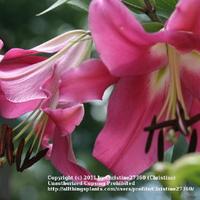 Photo of the bloom of Lily (Lilium 'Robina') posted by Debbie - Garden.org