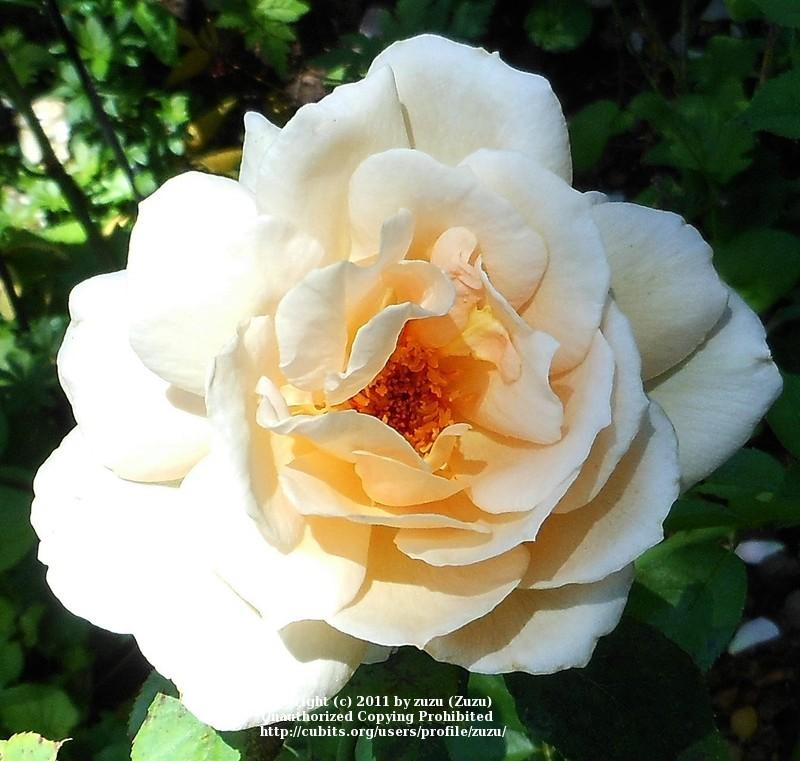 Rose (Rosa 'Rebecca Susan') in the Roses Database - Garden.org