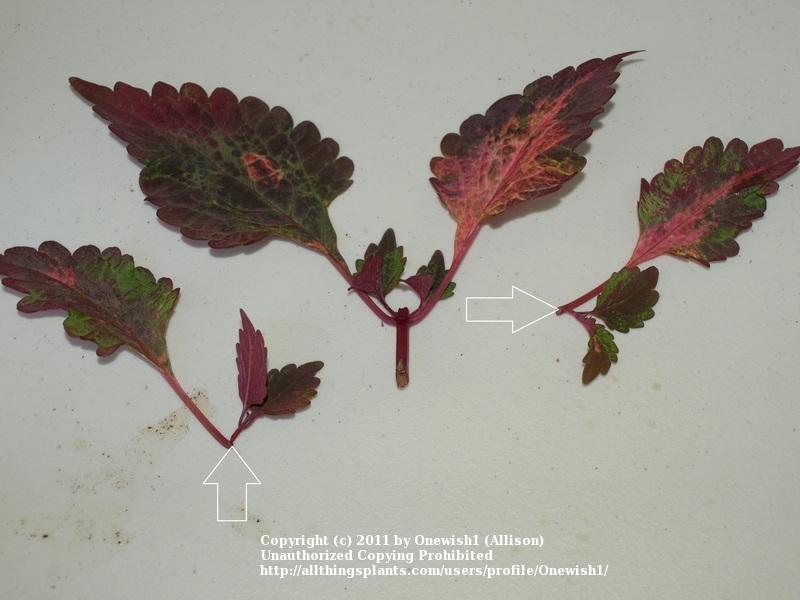 How To Grow Coleus from Cuttings - Garden.org