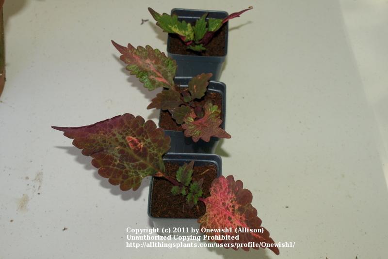 How To Grow Coleus from Cuttings - Garden.org