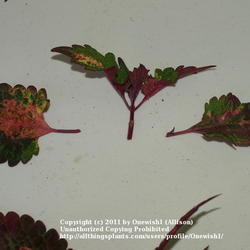 How To Grow Coleus from Cuttings - Garden.org