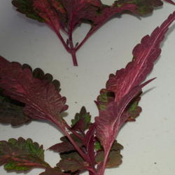 How To Grow Coleus from Cuttings - Garden.org