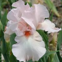 Photo of the bloom of Tall Bearded Iris (Iris 'Vanity') posted by TBGDN ...