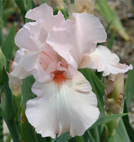 Photo of the bloom of Tall Bearded Iris (Iris 'Vanity') posted by ...