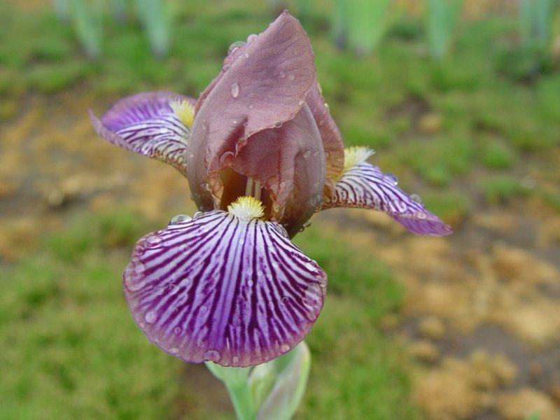 Photo of the bloom of Iris 'Persona' posted by irisloverdee - Garden.org