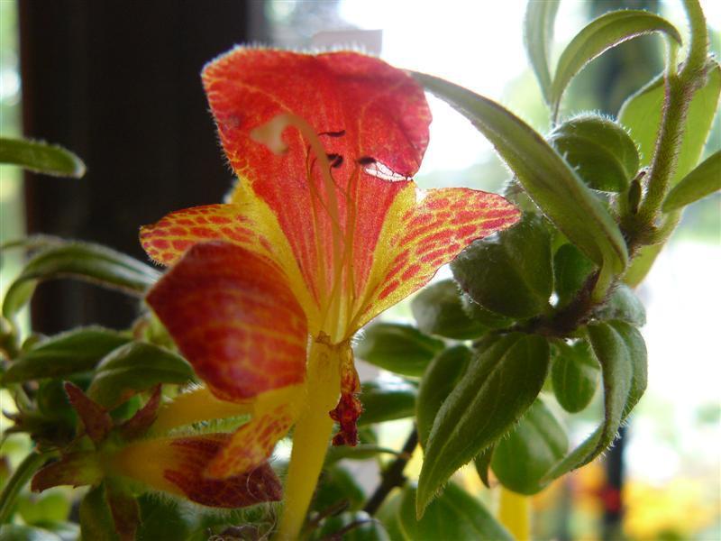 Columnea 'Early Bird' - Garden.org