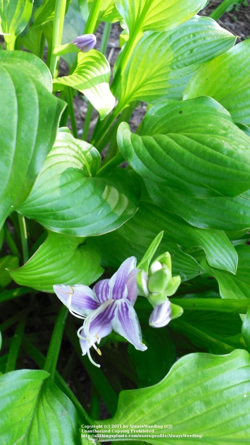Hosta 'Lakeside Sparkle Plenty' in the Hostas Database - Garden.org