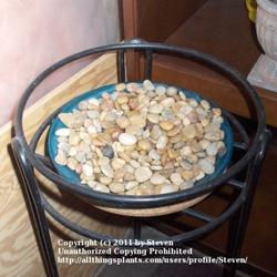 How To Create Humidity for Your Houseplants - Garden.org