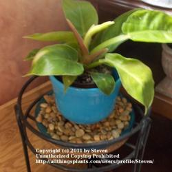 How To Create Humidity for Your Houseplants - Garden.org