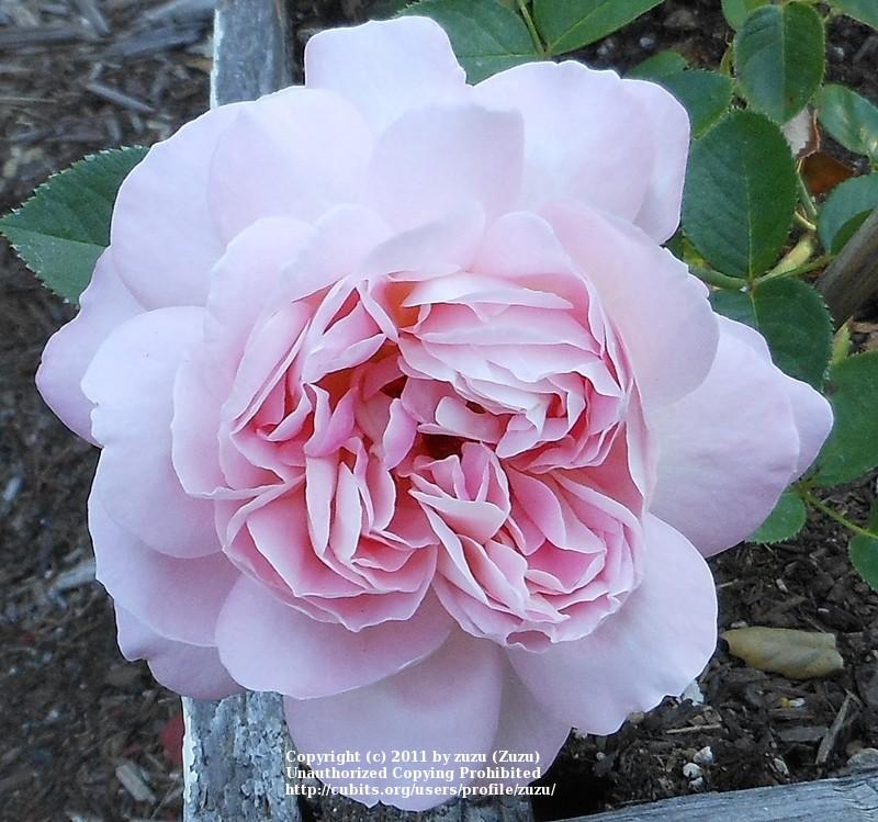 Photo of the bloom of Rose (Rosa 'Myriam') posted by zuzu - Garden.org