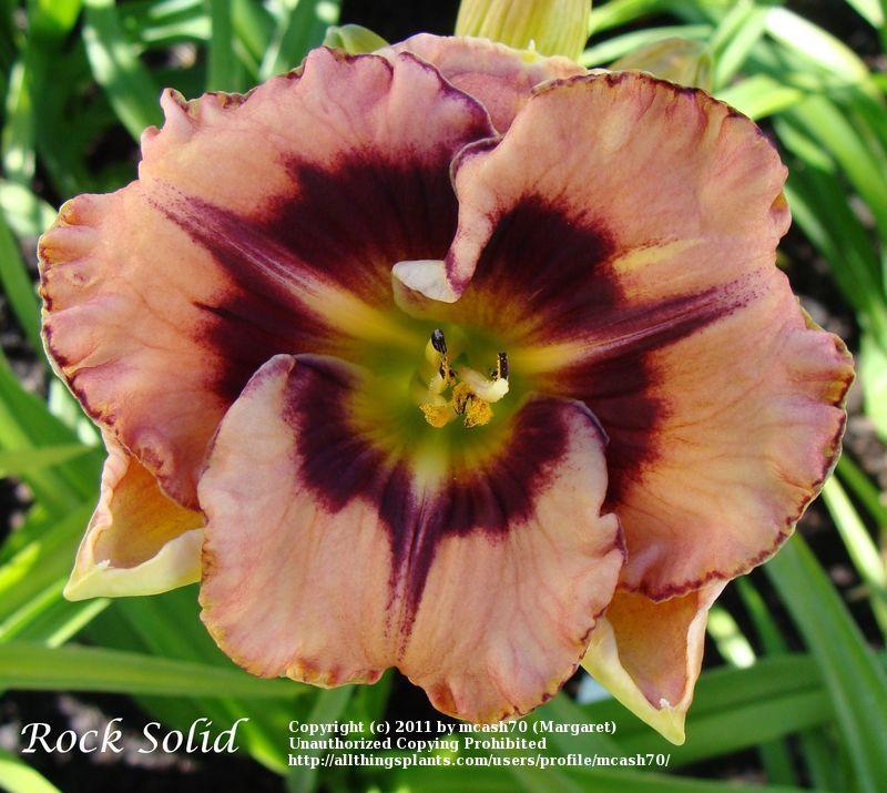 Photo of the bloom of Daylily (Hemerocallis 'Rock Solid') posted by mcash70 - Garden.org