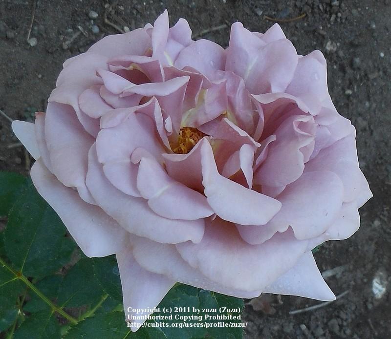 Photo of the bloom of Rose (Rosa 'Koko Loko') posted by zuzu - Garden.org
