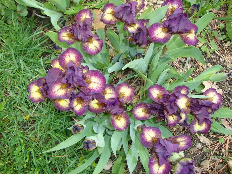 Photo of the bloom of Standard Dwarf Bearded Iris (Iris 'Ballistic') posted by Paul2032 - Garden.org
