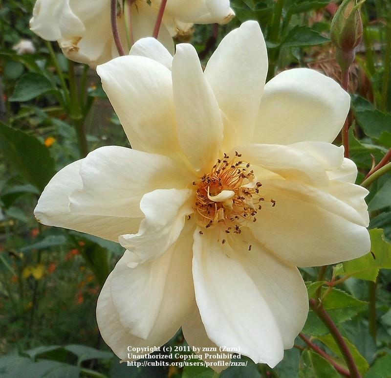 Photo of the bloom of Rose (Rosa 'Francesca') posted by zuzu - Garden.org
