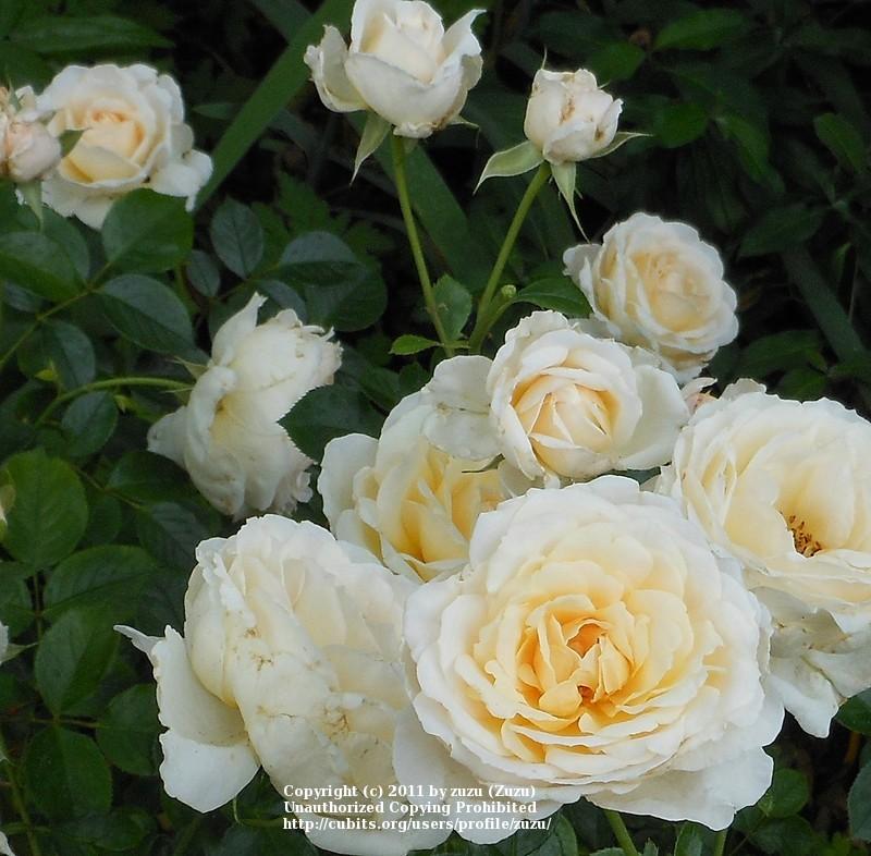 Photo of the bloom of Rose (Rosa 'Cream Abundance') posted by zuzu ...