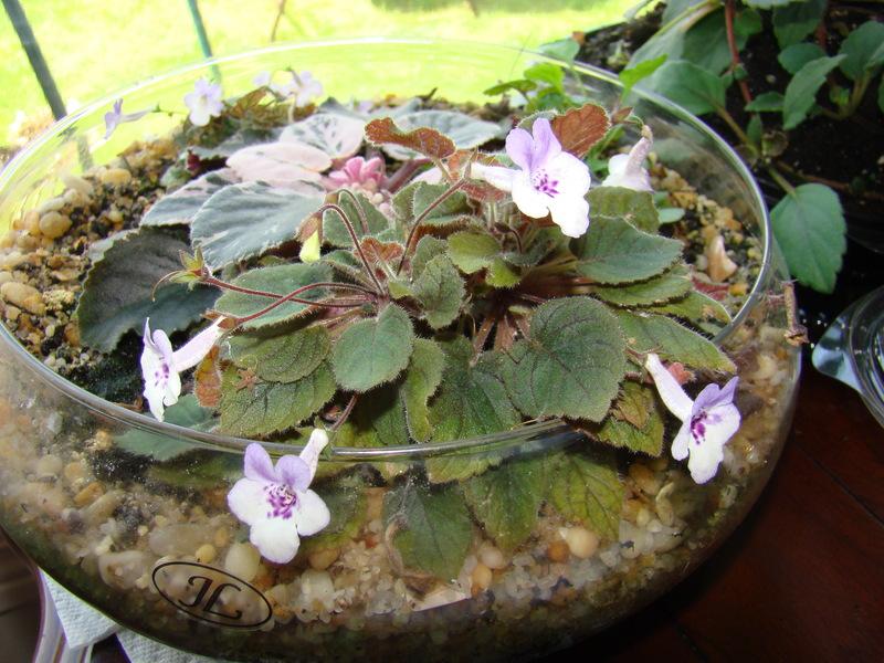 Miniature Sinningia (Sinningia pusilla) - Garden.org