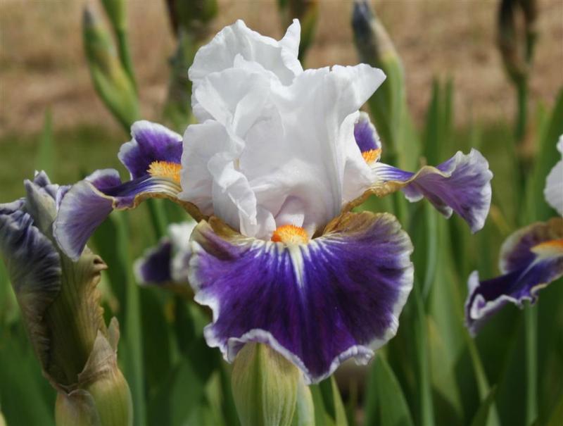 Intermediate Bearded Iris (Iris 'Dazzling') in the Irises Database ...
