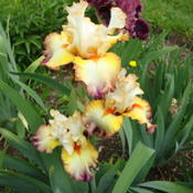 Photo of the bloom of Tall Bearded Iris (Iris 'Expect Wonders') posted ...