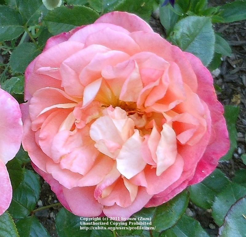 Photo of the bloom of Rose (Rosa 'Gilbert Becaud') posted by zuzu ...