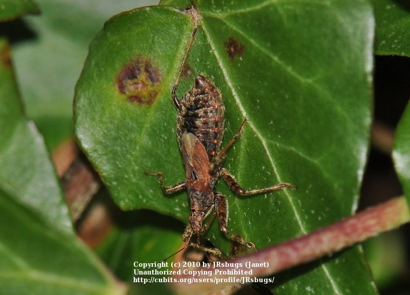 Welcoming Beneficial Insects to the Garden - Garden.org