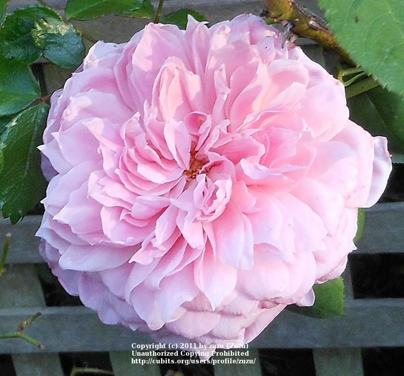 Photo of the bloom of Rose (Rosa 'Pink Powderpuff') posted by zuzu ...