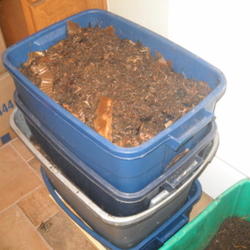 Vermicomposting: Easy and Efficient Composting with Worms - Garden.org