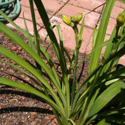 Daylilies forum: Pre-bloom and Instant Rebloom - with photos - Garden.org