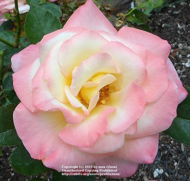 Photo of the bloom of Rose (Rosa 'Terrazza Bella') posted by zuzu ...