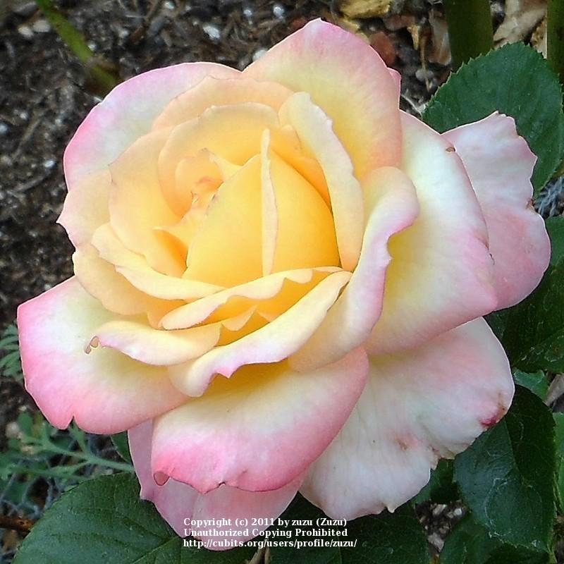 Photo of the bloom of Rose (Rosa 'Terrazza Bella') posted by zuzu ...