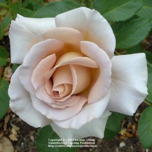 Rose (Rosa 'Stephen Rulo') in the Roses Database - Garden.org