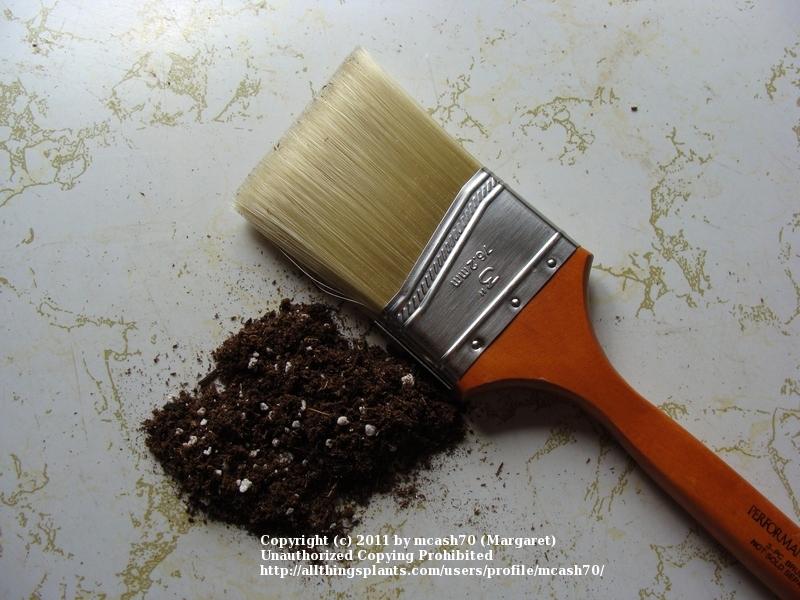 That is so true. in Sweep Up with a Paintbrush - Garden.org