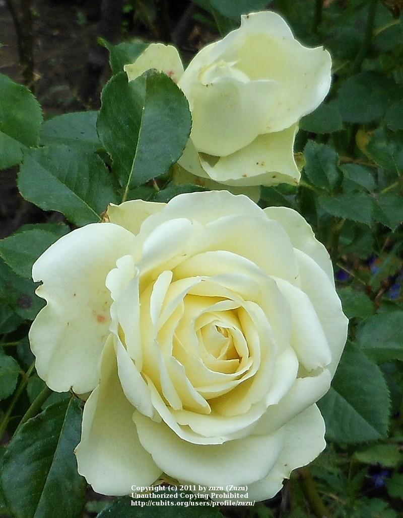 Photo of the bloom of Rose (Rosa 'Green Romantica') posted by zuzu ...