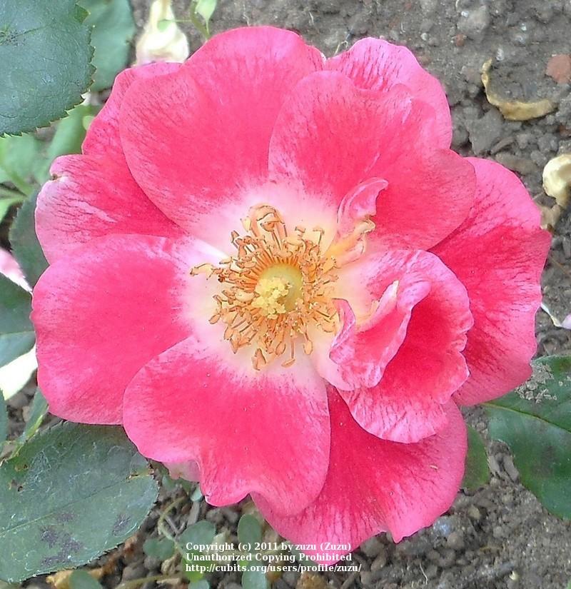 Rose (Rosa 'Tootsie') in the Roses Database - Garden.org