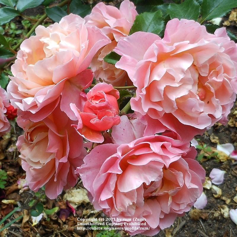Photo of the bloom of Rose (Rosa 'Marie Curie') posted by zuzu - Garden.org