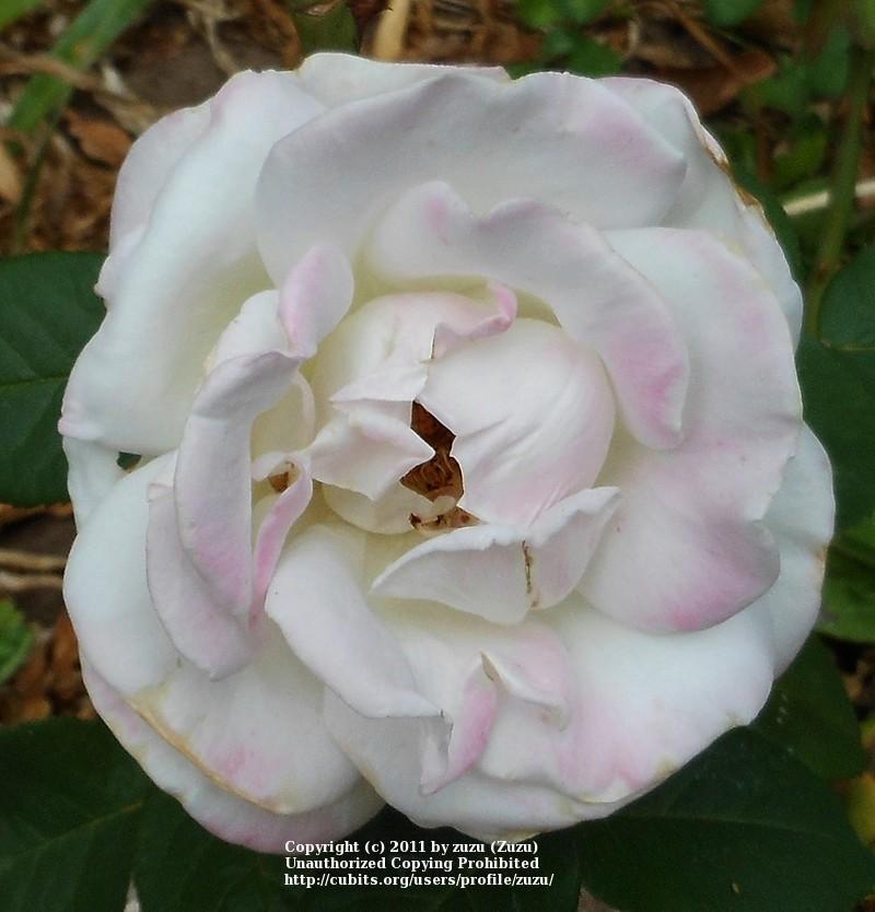 Photo of the bloom of Rose (Rosa 'World War II Memorial Rose') posted ...