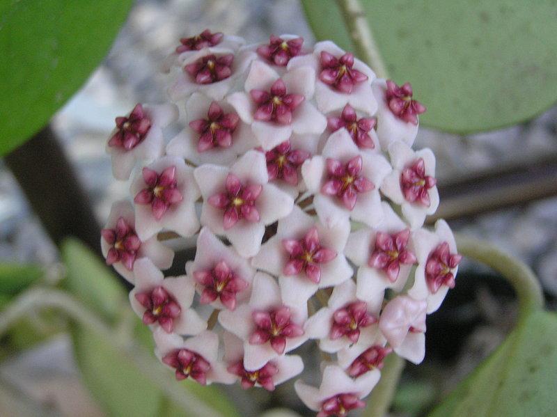 Hoyas: Plant Care and Collection of Varieties - Garden.org