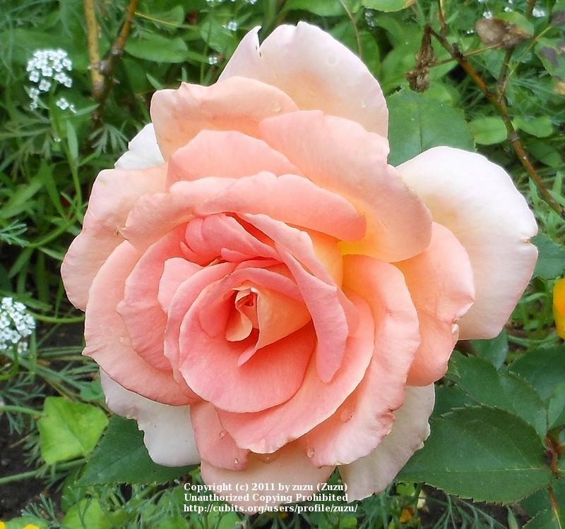 Rose (Rosa 'Sunbonnet Sue') in the Roses Database - Garden.org