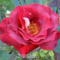 Photo of the bloom of Rose (Rosa 'Estelle') posted by zuzu - Garden.org