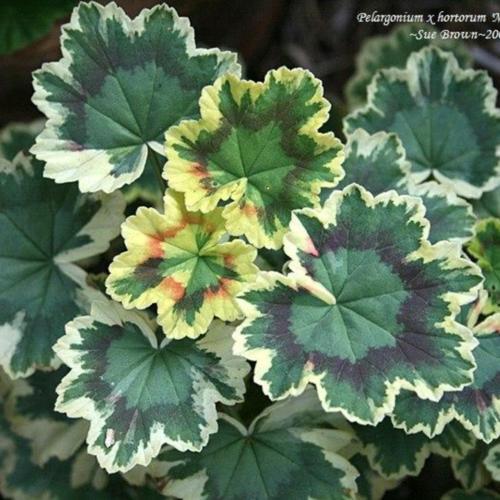 Zonal Geranium (Pelargonium x hortorum 'Mrs. Pollock') in the ...