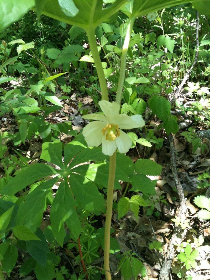 All About Mayapple - Garden.org
