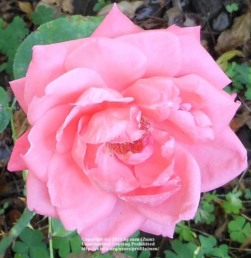 Rose (Rosa 'Miss Elvis') in the Roses Database - Garden.org