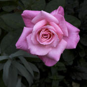 Photo of the bloom of Rose (Rosa 'First Prize') posted by Mike - Garden.org
