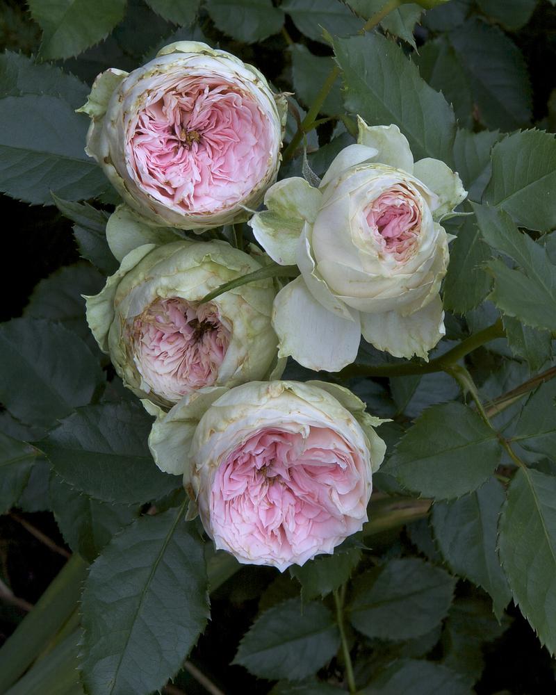 Photo of the bloom of Shrub Rose (Rosa 'Pompon Flower Circus') posted ...