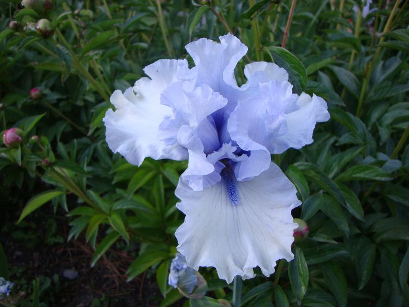 Photo of the bloom of Tall Bearded Iris (Iris 'Blue Trill') posted by ...