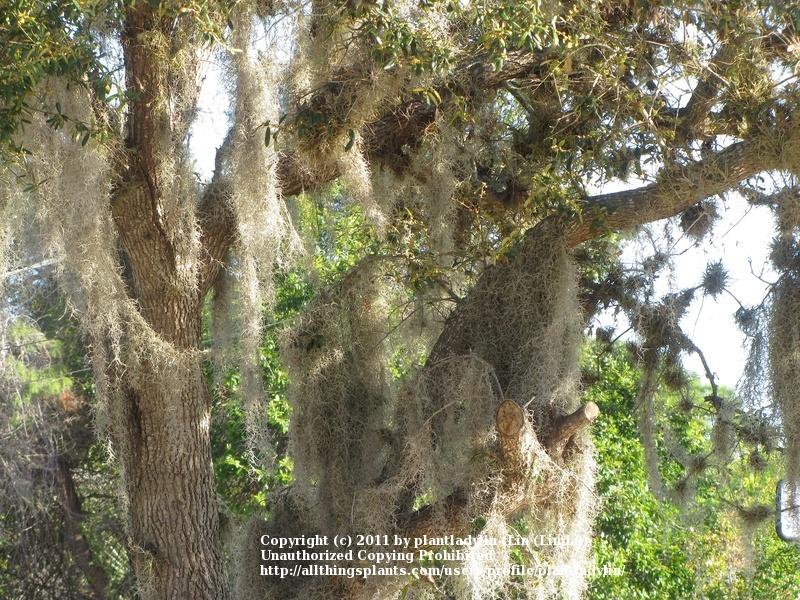 Air Plants: Plant Care and Collection of Varieties - Garden.org